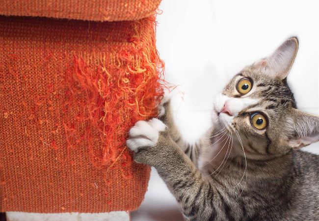 Cat Scratching Explained: Reasons, Tips & Solutions 2025 🐾 – Purrz