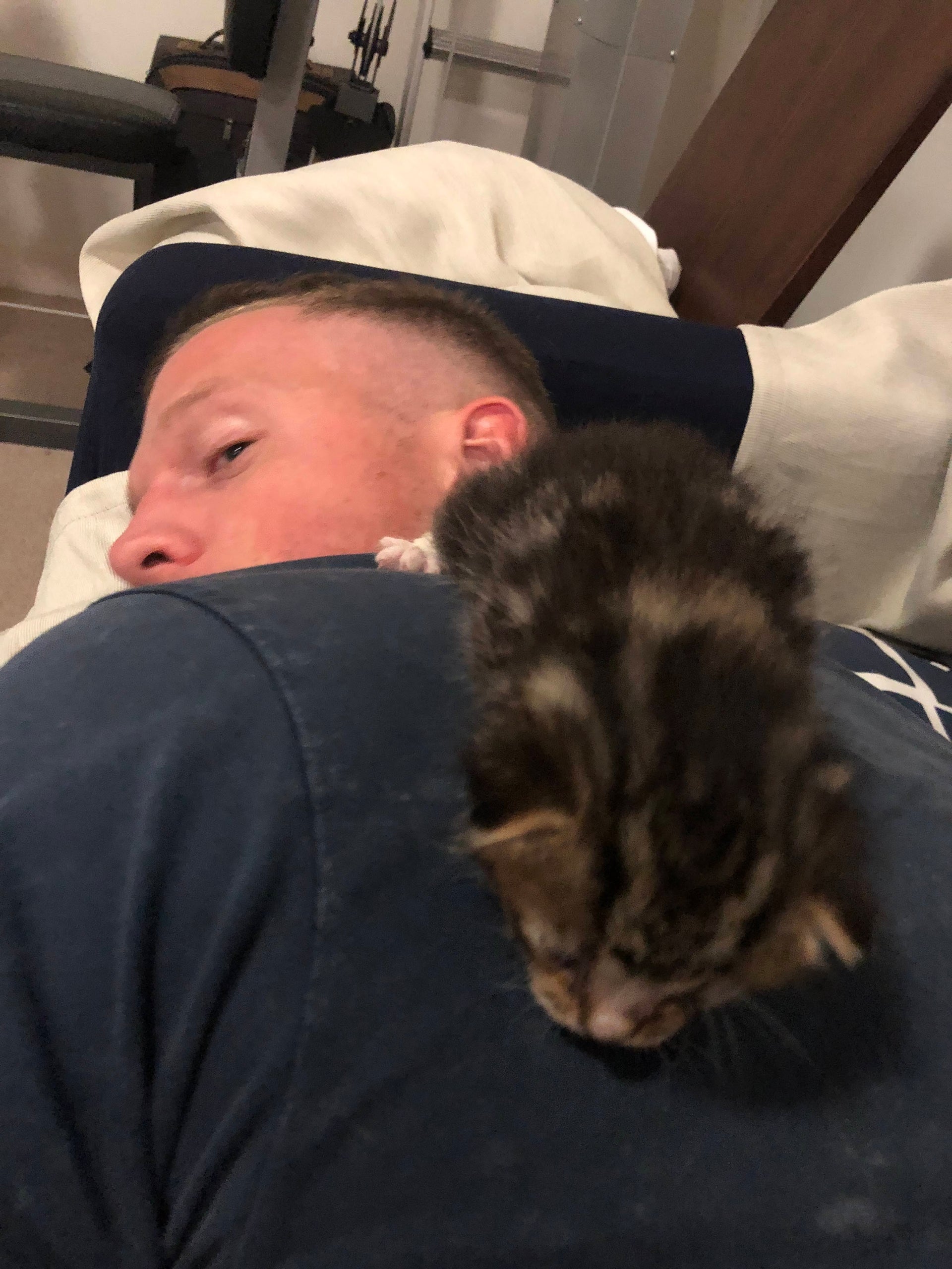 Safe and Cozy: How to Travel With Your Kitten in 2025 – Vet Tips Insid ...