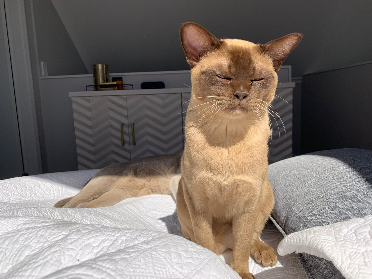 The Science of the Cat Nap: A Vet’s Guide to Cat Sleep – Purrz