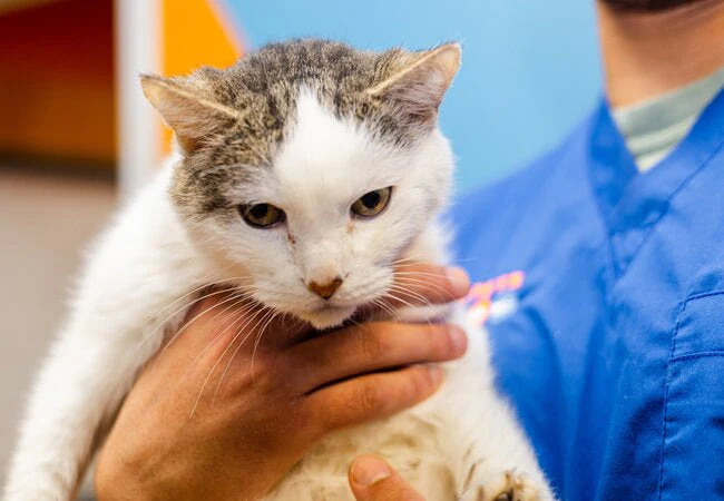 One Cat or Multiple Cats 2025: Vet-Approved Guide 🐱🏡 – Purrz