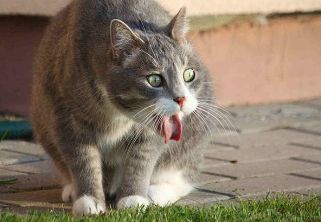 Vomiting vs Regurgitation in Cats: Key Differences 2025 Guide 🤢 – Purrz