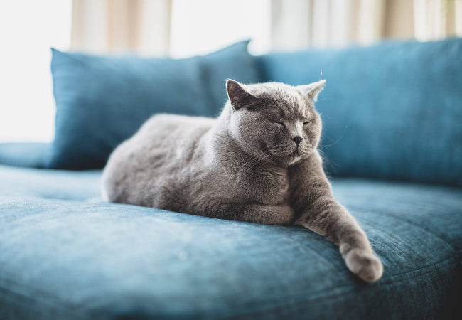 Why Cats Sleep So Much Feline Sleep Patterns Explained – Purrz