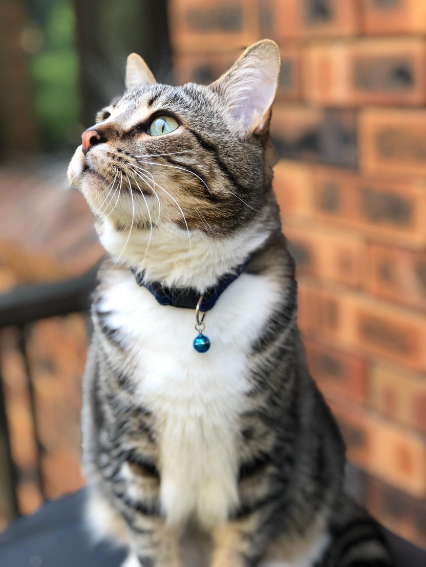 Vet’s Guide to Cat Beds: Every Style, Every Cat, Every Home – Purrz